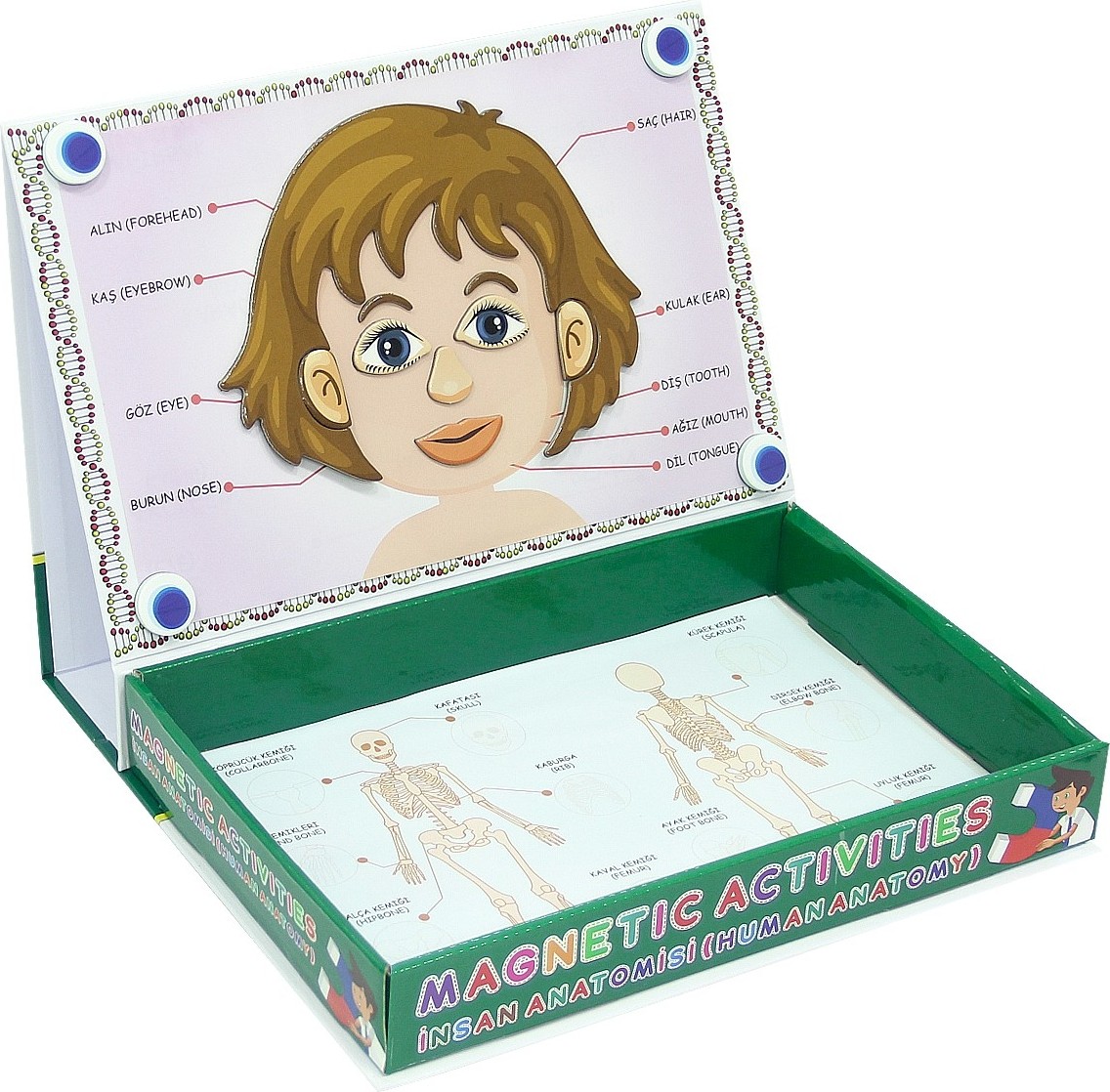 Magnetic Human Anatomy Activity - Hepsiburada Global