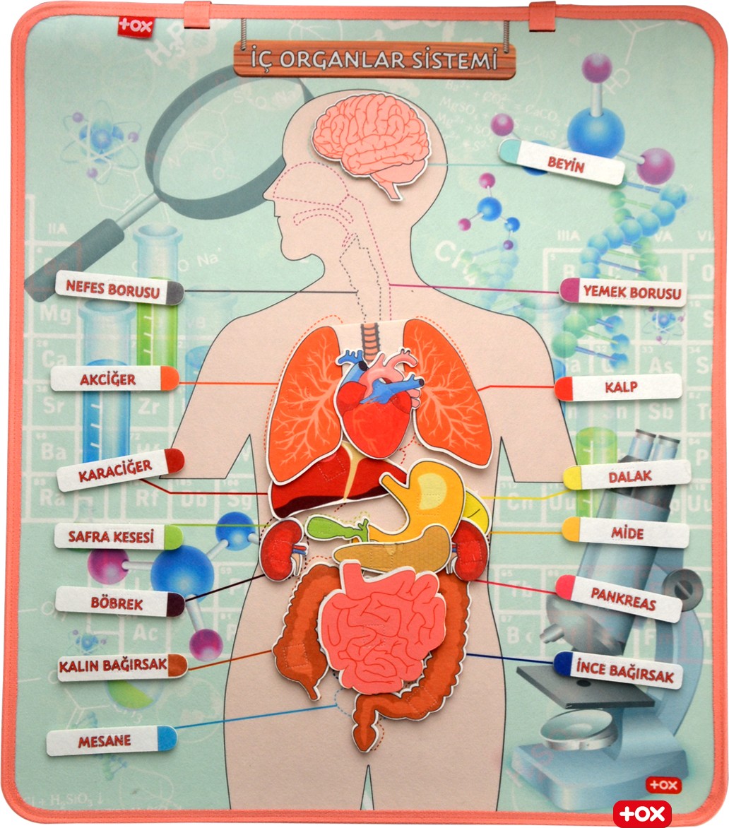 Tox Internal Organs System Felt Wall Board - Hepsiburada Global