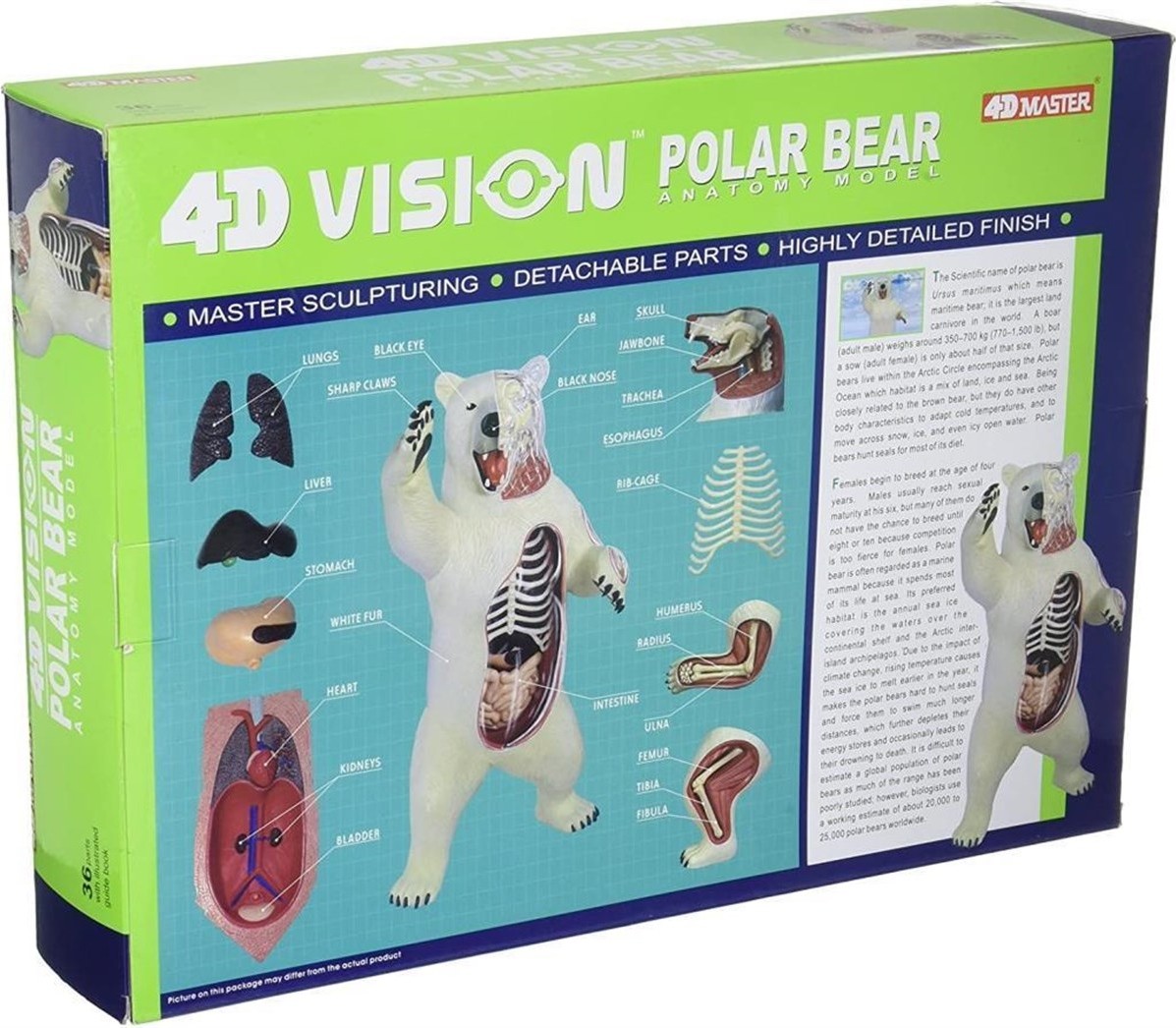 4D Master 4d Polar Bear Anatomy Model - Hepsiburada Global
