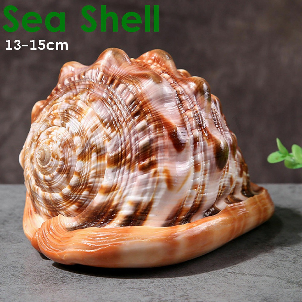 Natural Mouth Helmet Conch Shell Coral Sea Snail Fish Tank Adorn ...