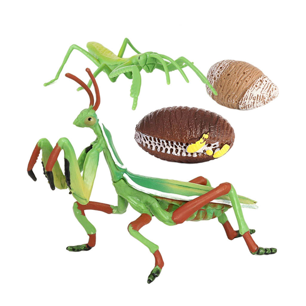 Plastic Life Cycle of Growth Child Education Imagination Toys ...