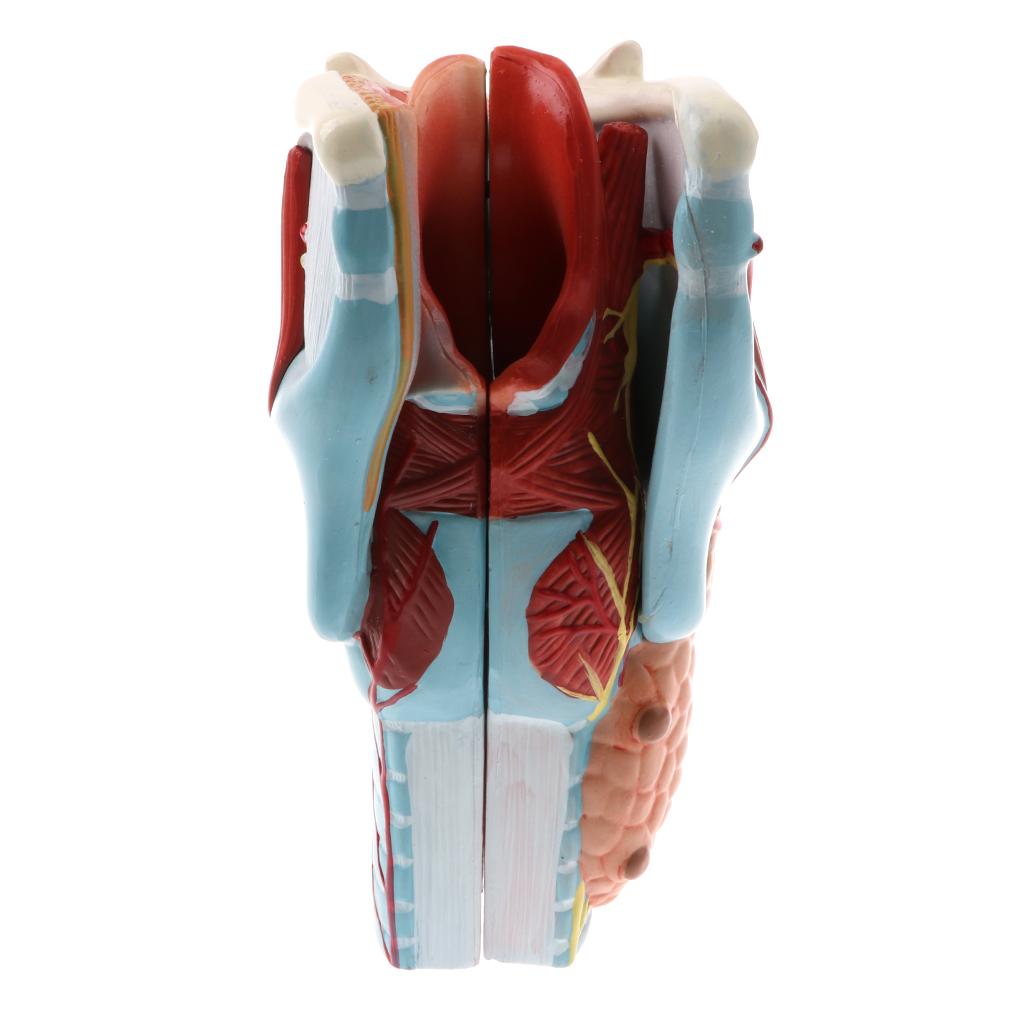 Lab/ Equipment Magnify Human 5 Parts Pharynx Larynx Model Science Toy ...