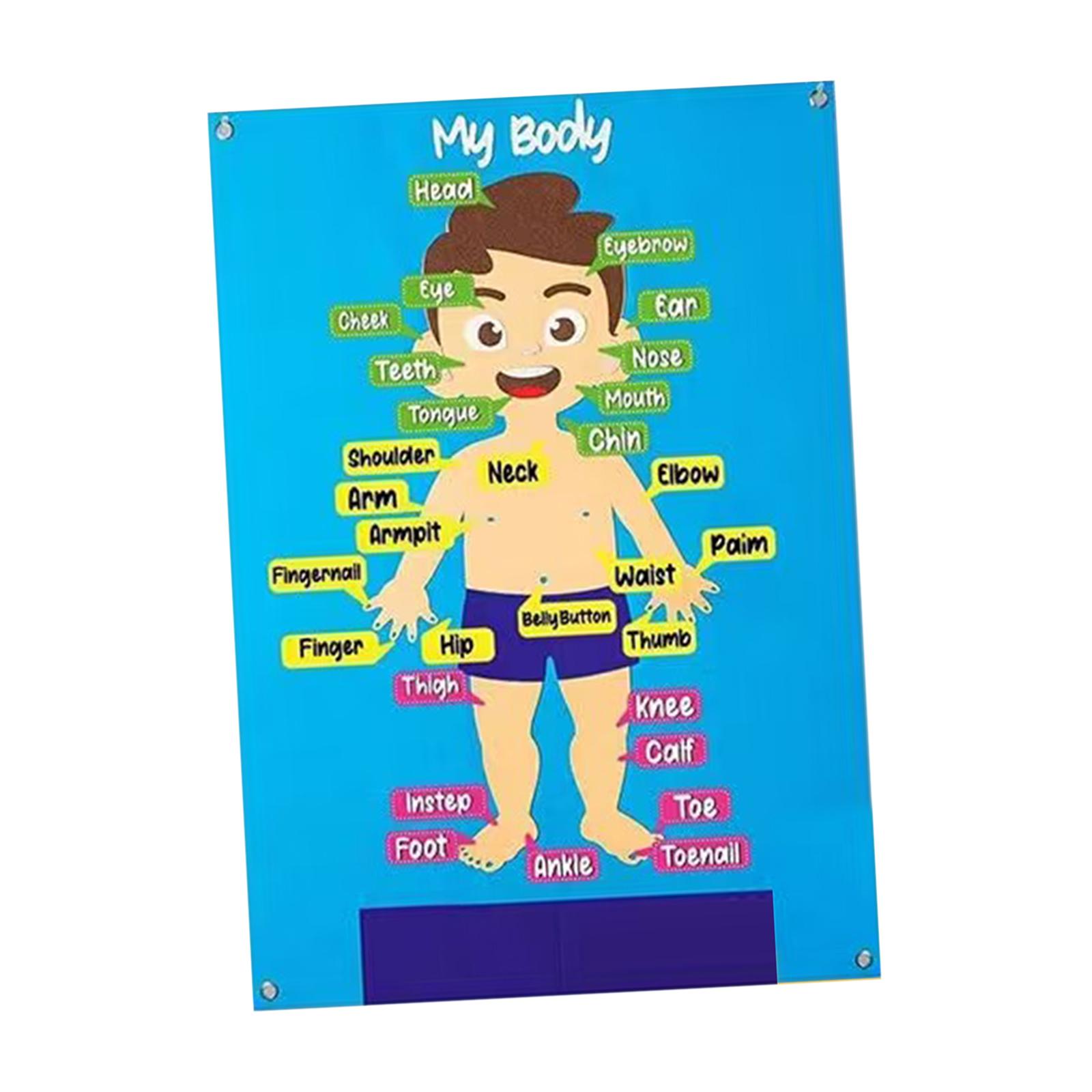 Montessori Wall Hang Storytelling Activities Kits, Human body Parts ...