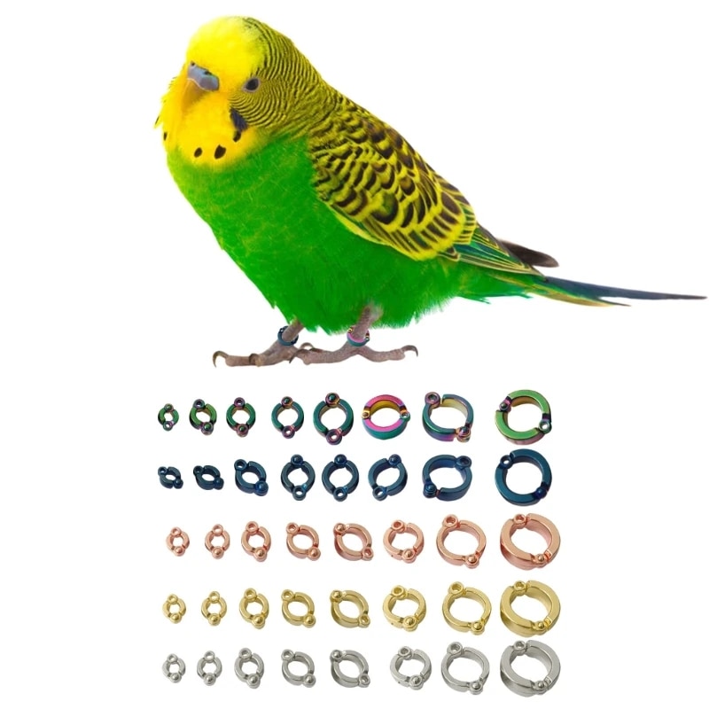 Multi-color Bird Foot Ring Species Identify Fly Training Rings ...